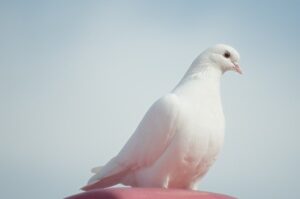 24 Important Symbols of Peace & Harmony With Meanings - Give Me History