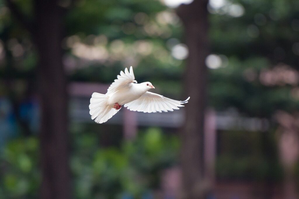 24 Important Symbols of Peace & Harmony With Meanings - Give Me History