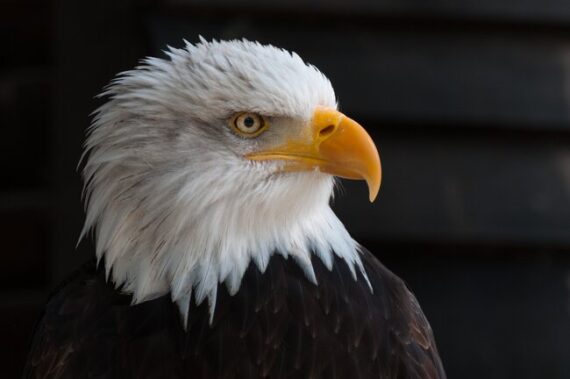 Top 23 Symbols of Freedom & Liberty Throughout History - Give Me History