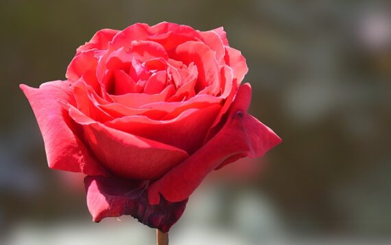 24 Important Symbols of Happiness & Joy With Meanings - Give Me History