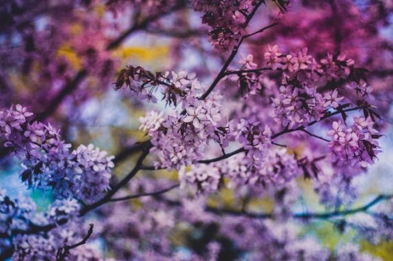 Top 23 Symbols of Growth With Meanings - Give Me History