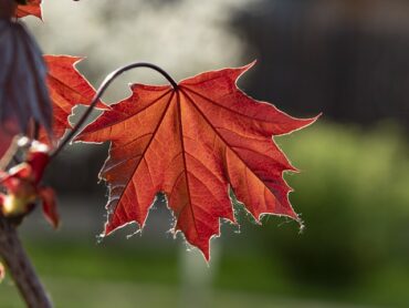 Top 23 Symbols of Love Throughout History - Give Me History