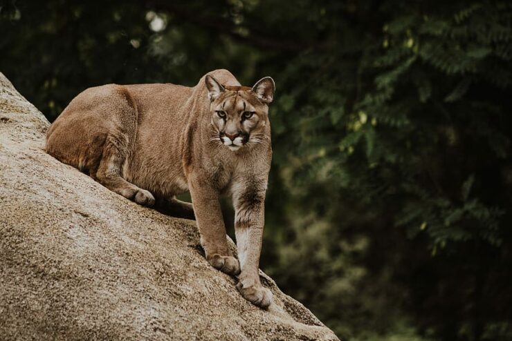 Top 23 Symbols of Respect & Their Meanings - Give Me History