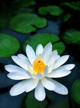 Top 9 Symbols of Zen and Their Meanings - Give Me History