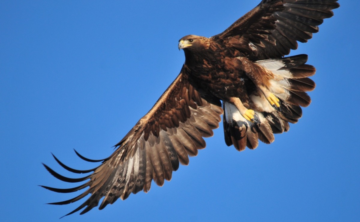 Top 14 Symbols of Determination With Meanings - Give Me History