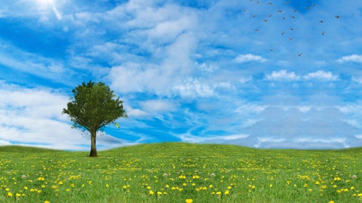 Top 23 Symbols of Growth With Meanings - Give Me History