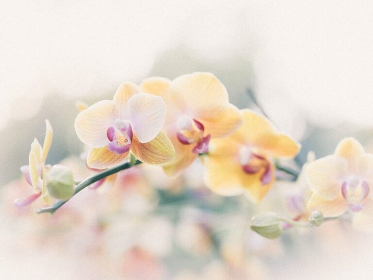 Top 10 Flowers That Symbolize Remembrance - Give Me History