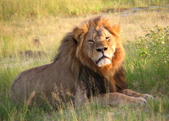 Top 15 Symbols of Leadership With Meanings - Give Me History