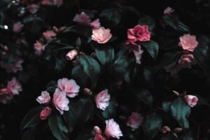 Top 10 Flowers That Symbolize Strength - Give Me History