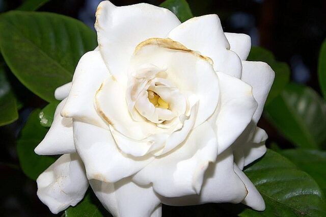 Top 11 Flowers That Symbolize Love - Give Me History