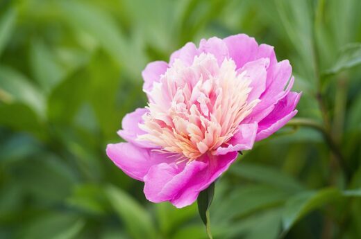 Top 11 Flowers That Symbolize Peace - Give Me History