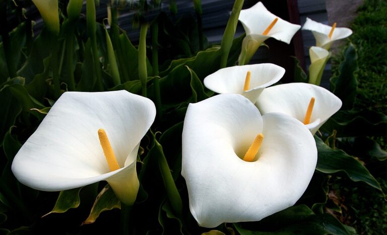 Top 8 Flowers That Symbolize Rebirth - Give Me History