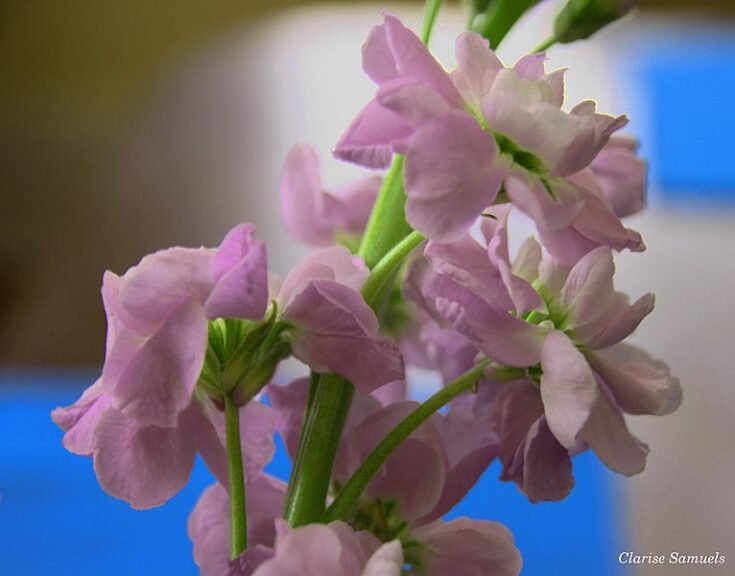 Top 8 Flowers That Symbolize Happiness - Give Me History