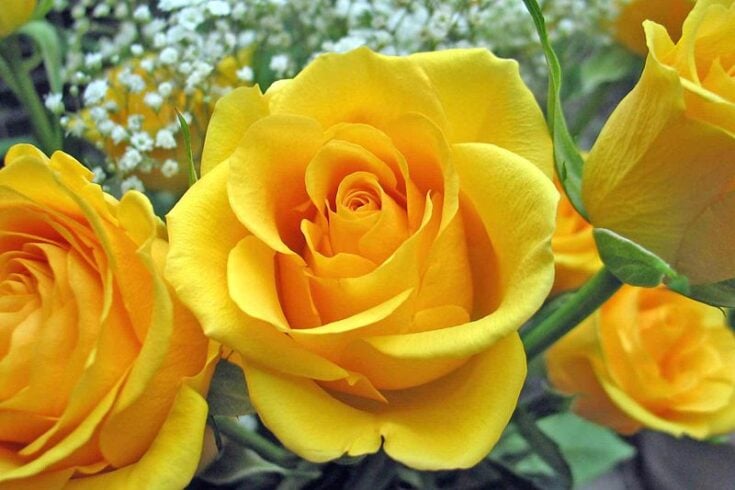 Top 10 Flowers That Symbolize Forgiveness - Give Me History