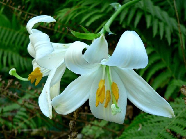 Top 9 Flowers That Symbolize Death - Give Me History