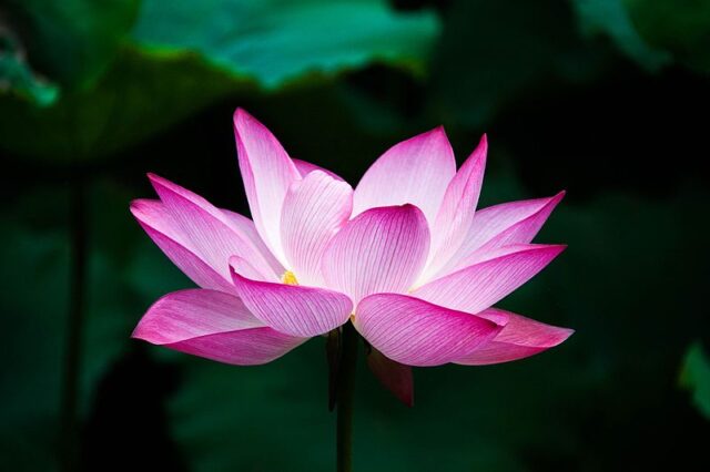 Top 14 Symbols of Calm With Meanings - Give Me History