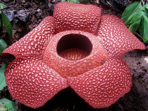 Top 10 Flowers That Symbolize Loss - Give Me History