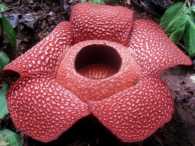 Top 10 Flowers That Symbolize Loss - Give Me History
