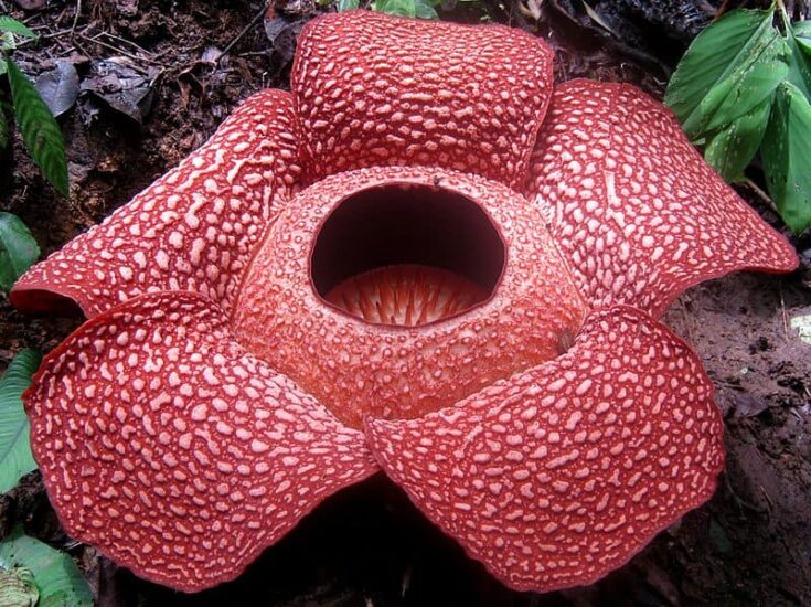 Top 9 Flowers That Symbolize Death - Give Me History