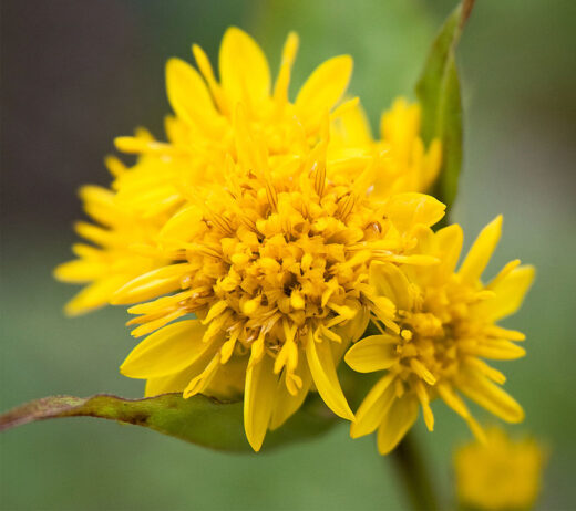 Top 8 Flowers That Symbolize Growth - Give Me History