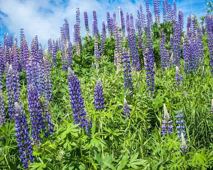 Top 8 Flowers That Symbolize Happiness - Give Me History