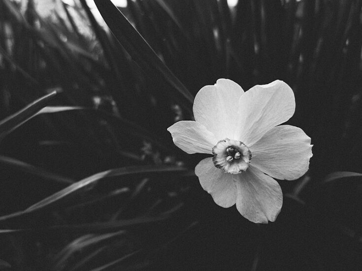 Top 9 Flowers That Symbolize Death - Give Me History
