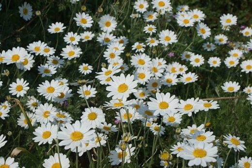 Top 8 Flowers That Symbolize Rebirth - Give Me History