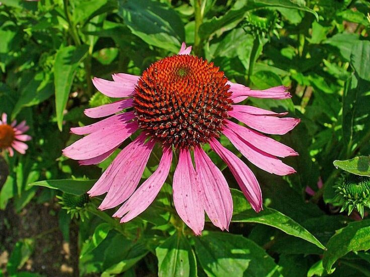 Top 8 Flowers That Symbolize Growth - Give Me History