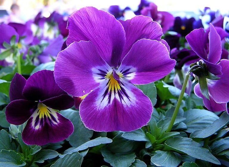 Top 10 Flowers That Symbolize Remembrance - Give Me History