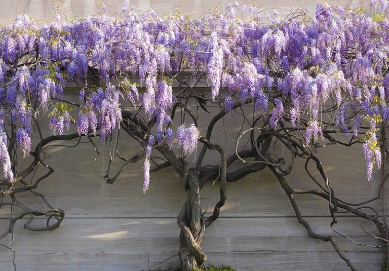 Top 9 Flowers That Symbolize Life - Give Me History