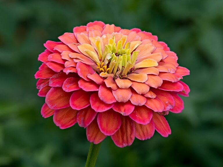 Top 9 Flowers That Symbolize Sadness - Give Me History