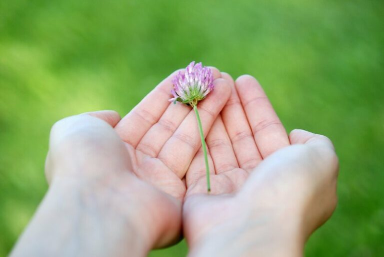 Top 9 Flowers That Symbolize Life - Give Me History
