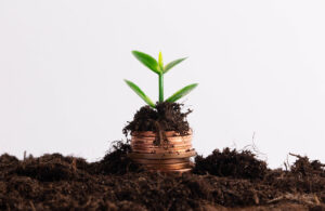 Top 8 Flowers That Symbolize Growth - Give Me History