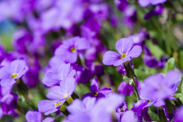 Top 11 Flowers That Symbolize Peace - Give Me History