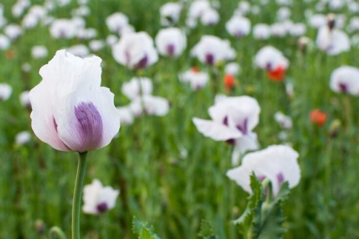 Top 10 Flowers That Symbolize Fertility - Give Me History