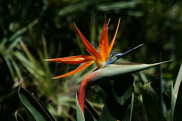 Top 10 Flowers That Symbolize Freedom - Give Me History