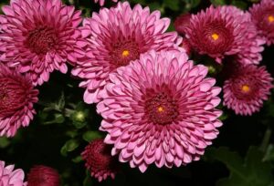 Top 9 Flowers That Symbolize Wealth - Give Me History