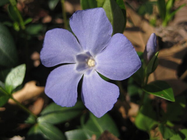 Top 9 Flowers That Symbolize Sadness - Give Me History