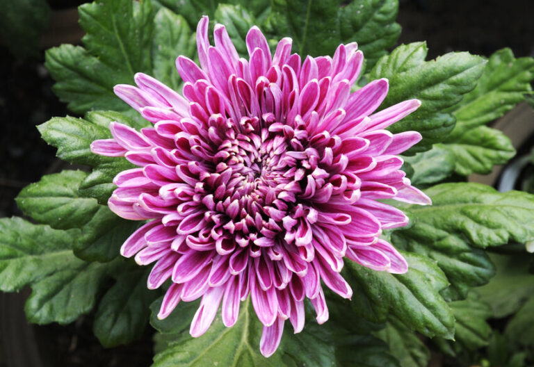 Top 10 Flowers That Symbolize Luck - Give Me History