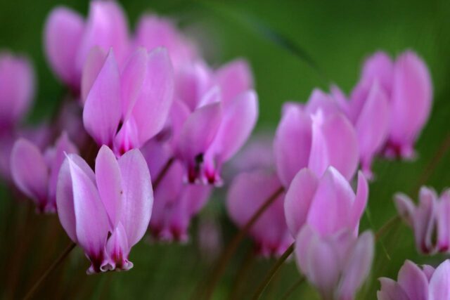 Top 9 Flowers That Symbolize Sadness - Give Me History