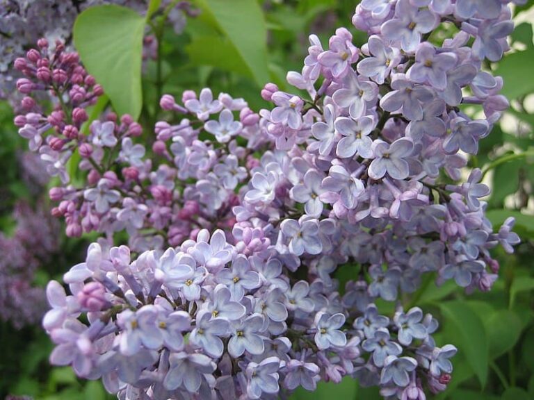 Top 10 Flowers That Symbolize Change - Give Me History