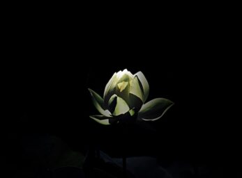 Top 10 Flowers That Symbolize Loss - Give Me History