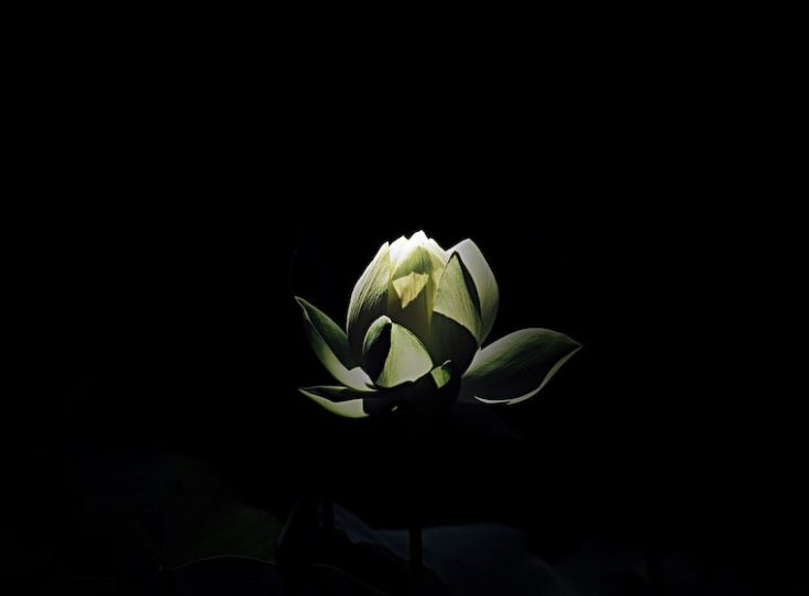 Top 9 Flowers That Symbolize Sadness Give Me History Top 9 Flowers That Symbolize Sadness Give Me History