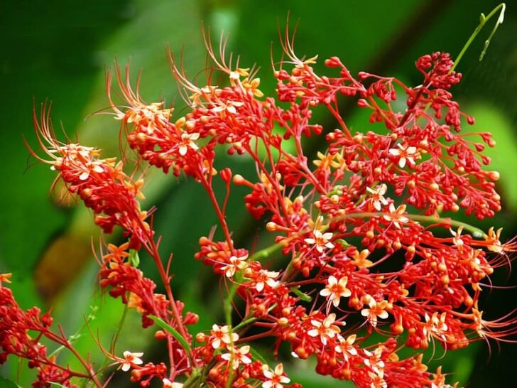 Top 10 Flowers That Symbolize Luck - Give Me History