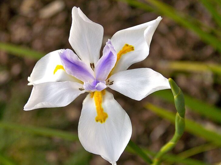 Top 10 Flowers That Symbolize Luck - Give Me History