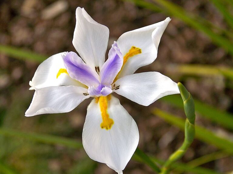 Top 10 Flowers That Symbolize Luck - Give Me History