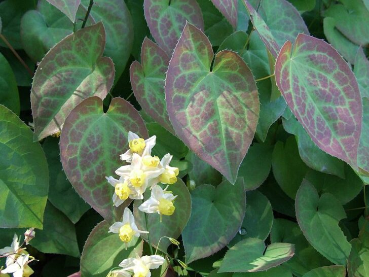 Top 10 Flowers That Symbolize Fertility - Give Me History