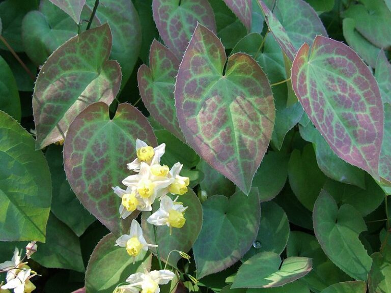 Top 10 Flowers That Symbolize Fertility - Give Me History