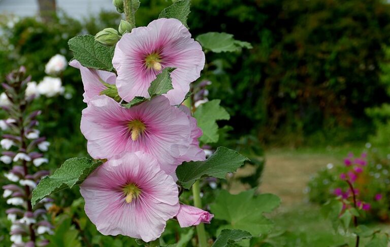 Top 10 Flowers That Symbolize Fertility - Give Me History