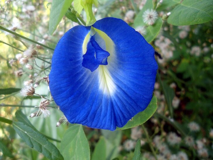 Top 10 Flowers That Symbolize Fertility - Give Me History